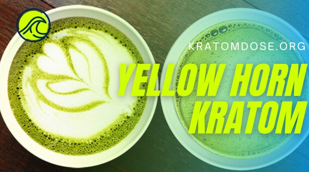 Yellow Horn Kratom: Benefits, Dosage, and More Review - Kratomdose
